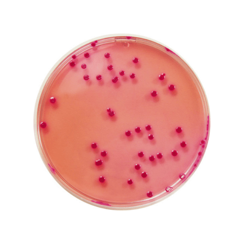 Agar Mueller Hinton | SciSols